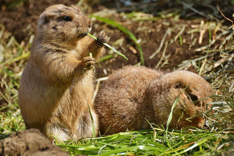Parry dog stock photo. Image of lovely, hole, eating - 99559546