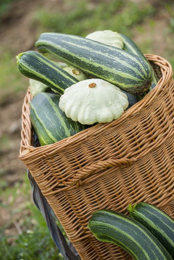 Pattypan, Courge Blanche, Pepo De Cucurbita Et Courgette Dans Un Panier ...