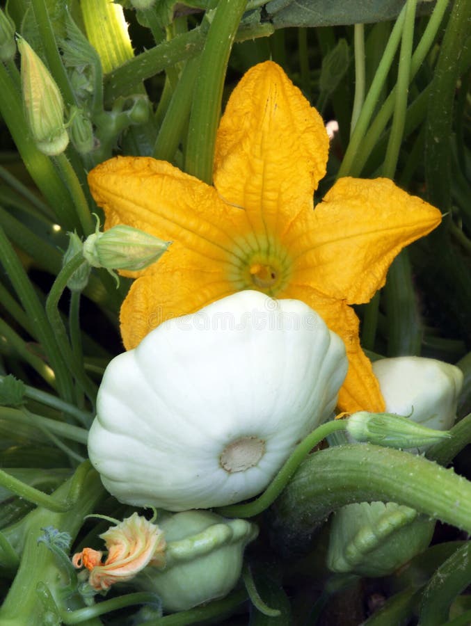 Pattypan squash stock image. Image of squash, patissoniana - 28889981