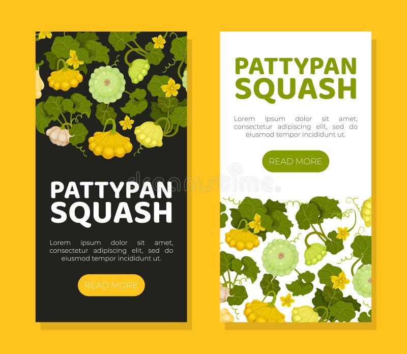 Pattypan Squash Design with Scalloped Vegetable Vector Template Stock ...