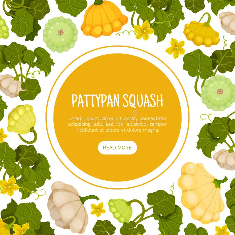Pattypan Squash Design with Shallow Shape Vegetable with Scalloped ...