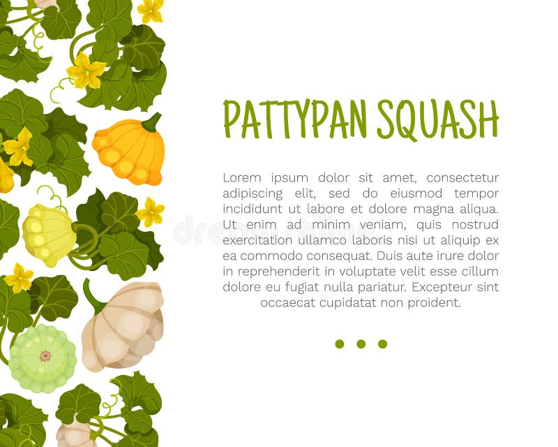 Pattypan Squash Design with Shallow Shape Vegetable with Scalloped ...