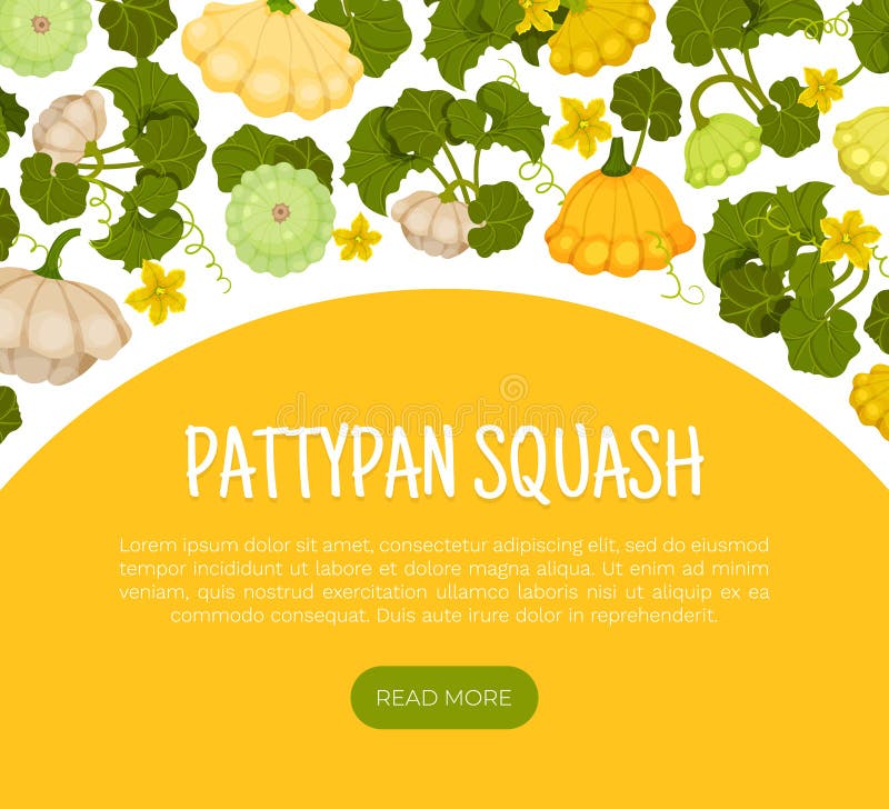 Pattypan Squash Design with Shallow Shape Vegetable with Scalloped ...