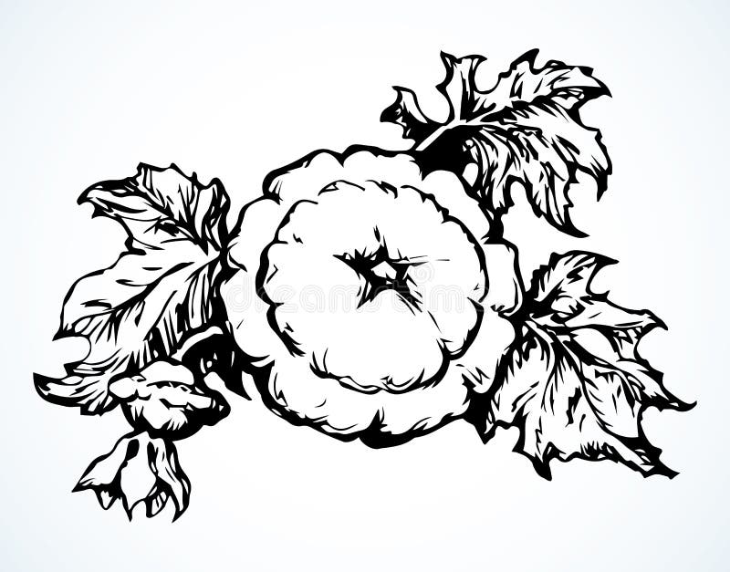 Patisson Fruit Stock Illustrations – 53 Patisson Fruit Stock ...