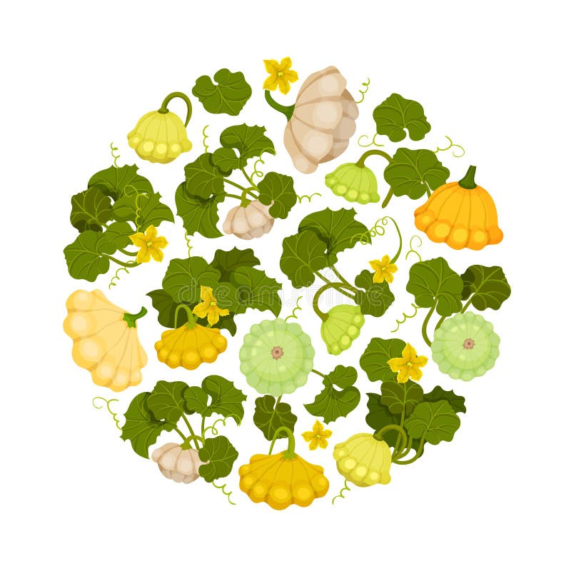 Pattypan Squash Round Composition Design with Shallow Shape Vegetable ...