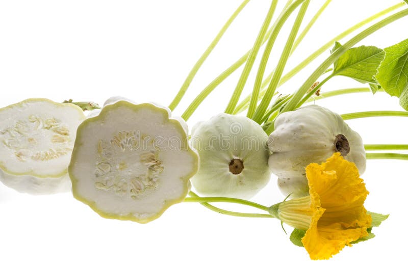 White Squash Flower of an Italian Summer Squash Growing in a Kitchen ...