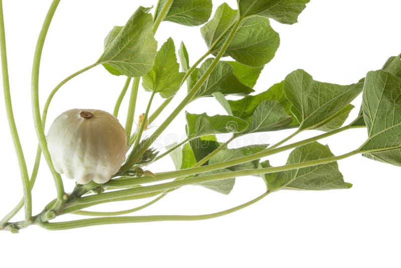 Pattypan, Witte Pompoen, Cucurbita-pepo Stock Foto - Image of gezond ...