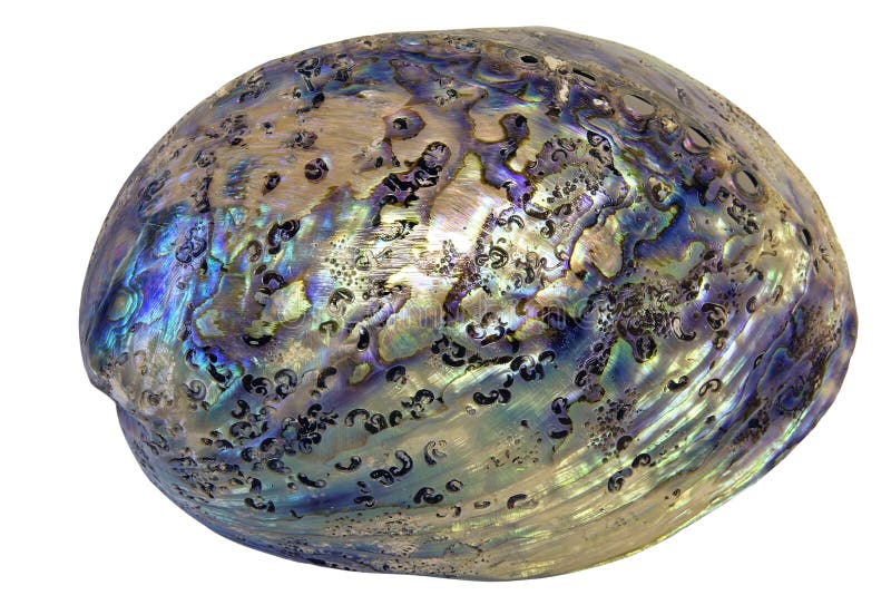 Paua Abalone Shell Detail stock image. Image of detail - 22222681