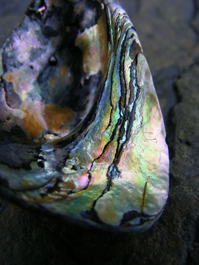 Paua Shell stock image. Image of luminescent, conch, gastropod - 13741333