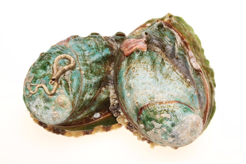 Paua shell stock photo. Image of blue, turquoise, beach - 24894184