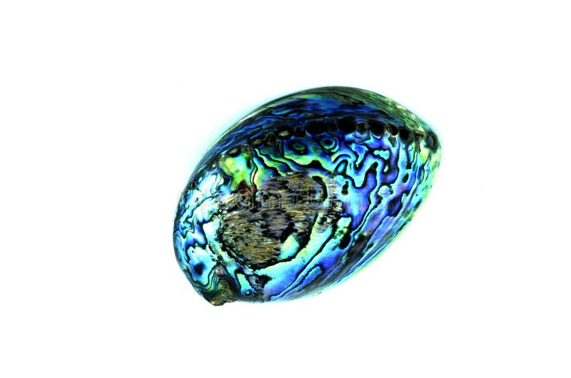 Paua shell stock photo. Image of paua, shell, beach, ocean - 17886758