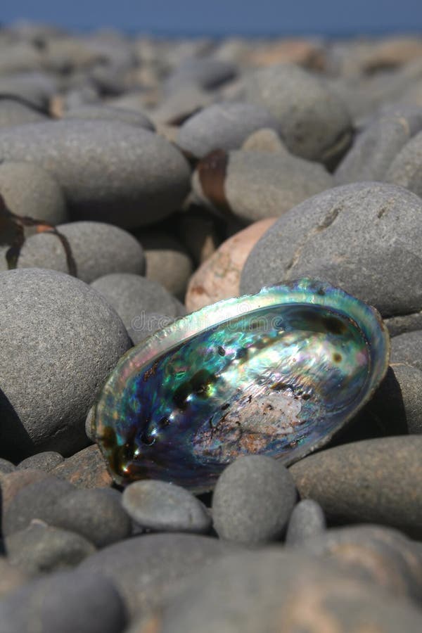 Paua Shell stock image. Image of vibrant, snail, curved - 35742549