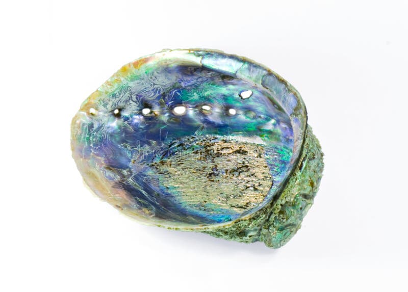 Paua Shell stock image. Image of vibrant, snail, curved - 35742549