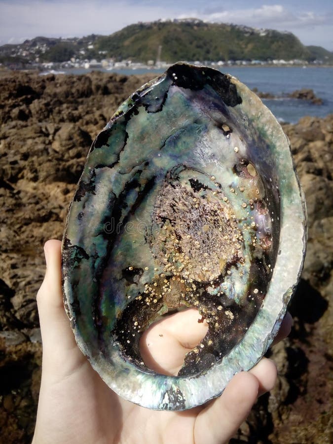 Paua Shell stock image. Image of paua, zealand, multi - 18879961