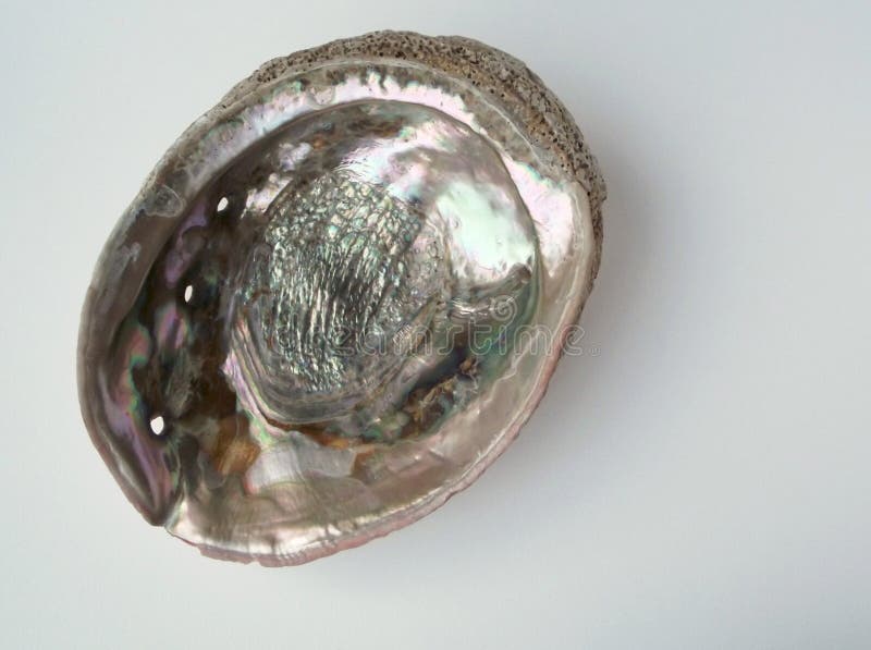 Paua shell interior stock photo. Image of irredesent - 38106744