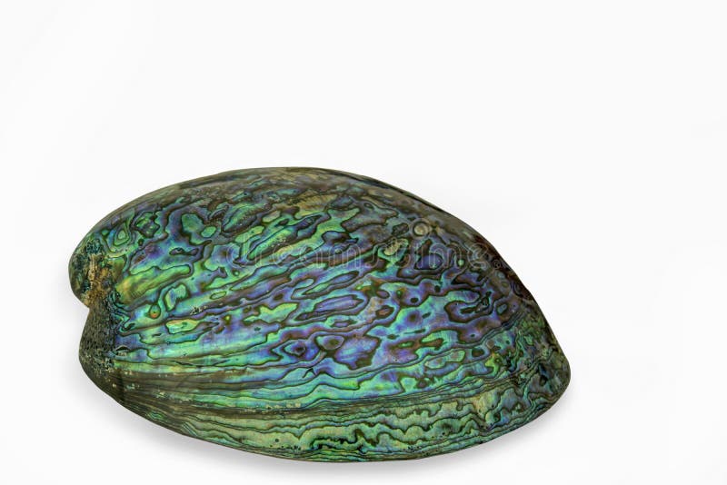 Paua Shell on a White Background Stock Image - Image of green, abalone ...