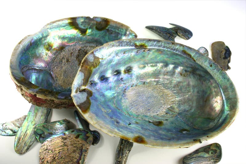Paua Shells stock photo. Image of pearl, crustacean, texture - 280232