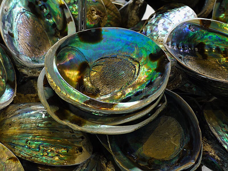 Paua Shells stock image. Image of curved, iridescent - 130309079