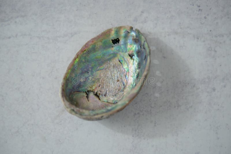 Paua Unpolished Shell on Concrete Background. Close Up with Shadow ...