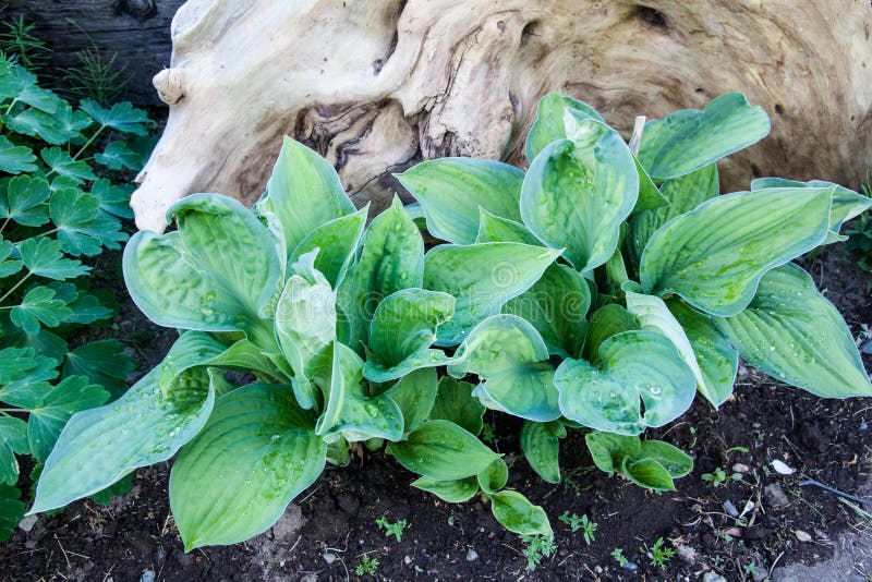 Paul s Glory Hosta Plant stock photo. Image of plant - 31816580