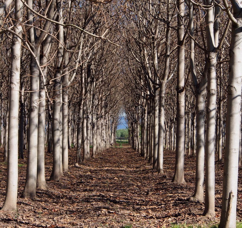 Paulownia Plantation stock photo. Image of timber, industry - 27023308