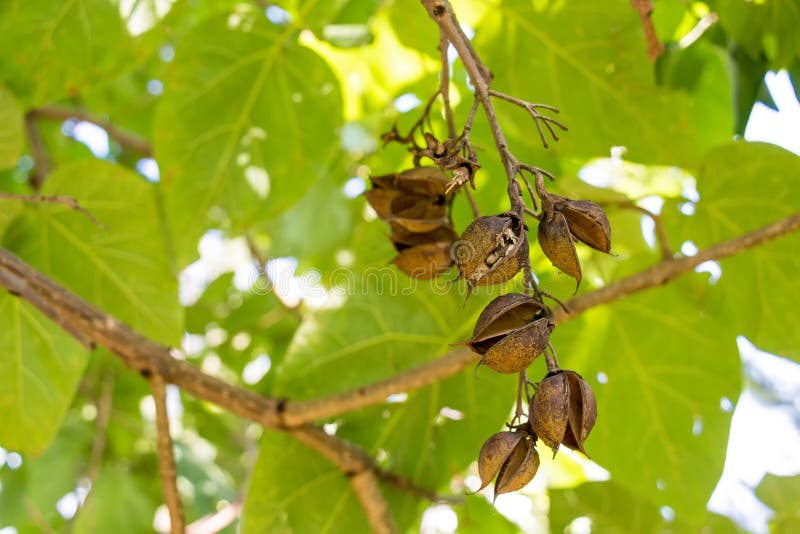 Paulownia Pods Placed on Tree Stock Photo - Image of deciduous, ecology ...
