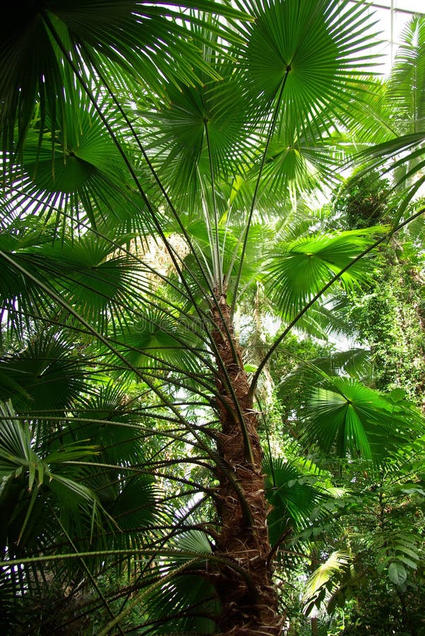Paume De Ventilateur De Trachycarpus Image stock - Image du forêt, vert ...