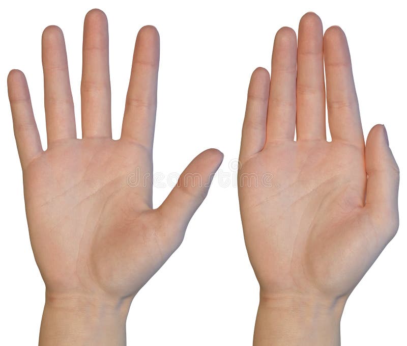 Paume femelle de main image stock. Image du pouce, poignet - 53633441