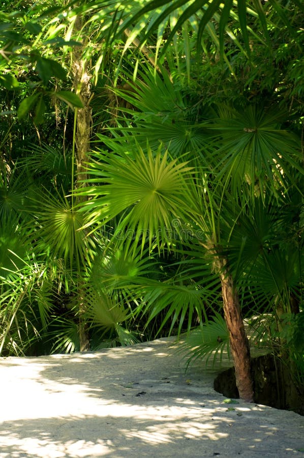 Paumes de sagou photo stock. Image du vivacité, nature - 37798380