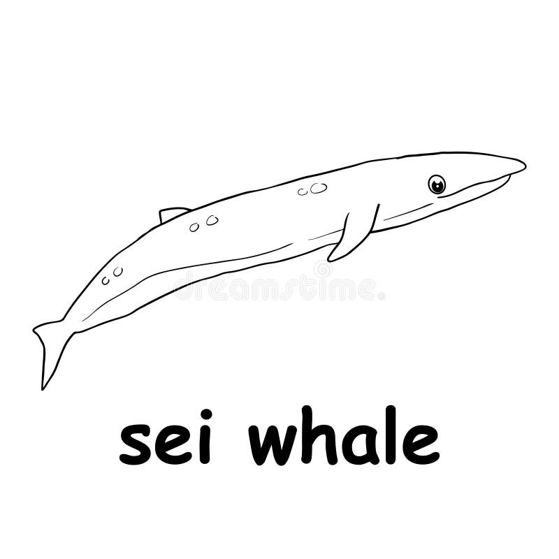Kids Line Illustration Coloring Sei Whale. Animal are Just Lines Stock ...