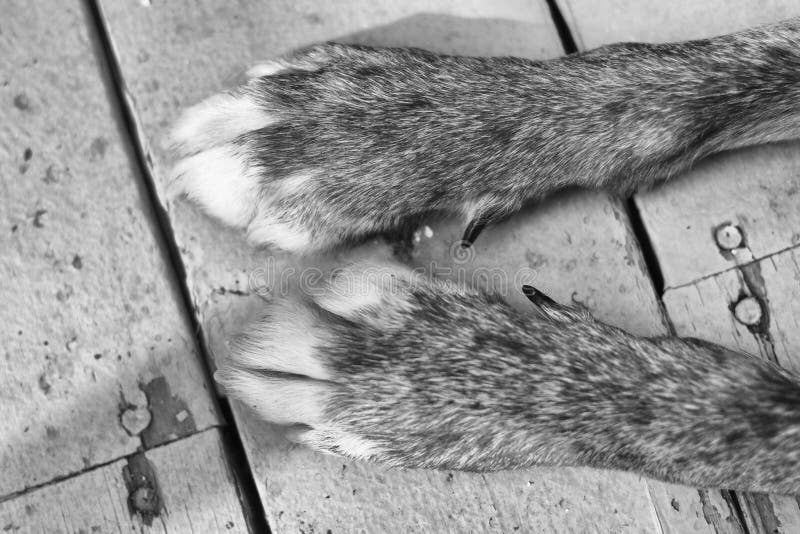 Pause The Paws Picture. Image: 87961031