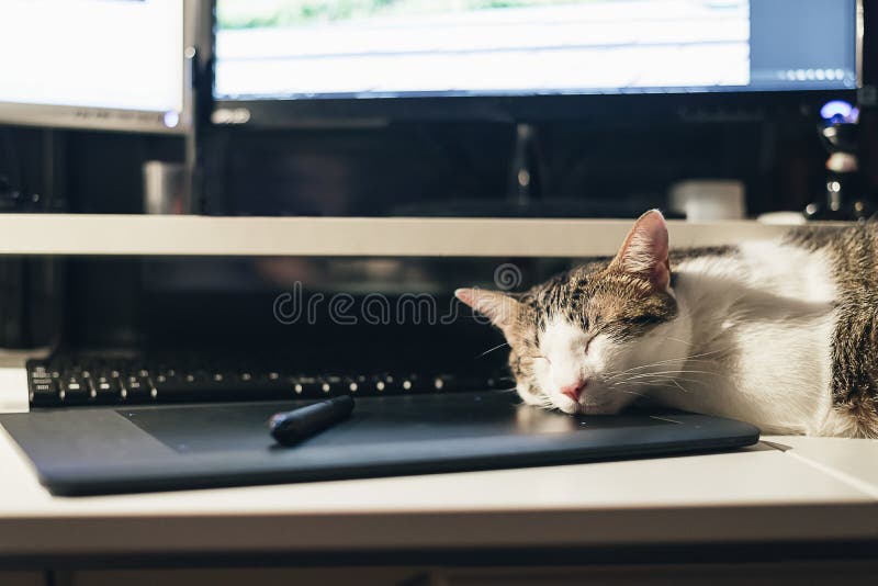 Pause at Work: Cat Sleeping on Keyboard Stock Image - Image of business ...