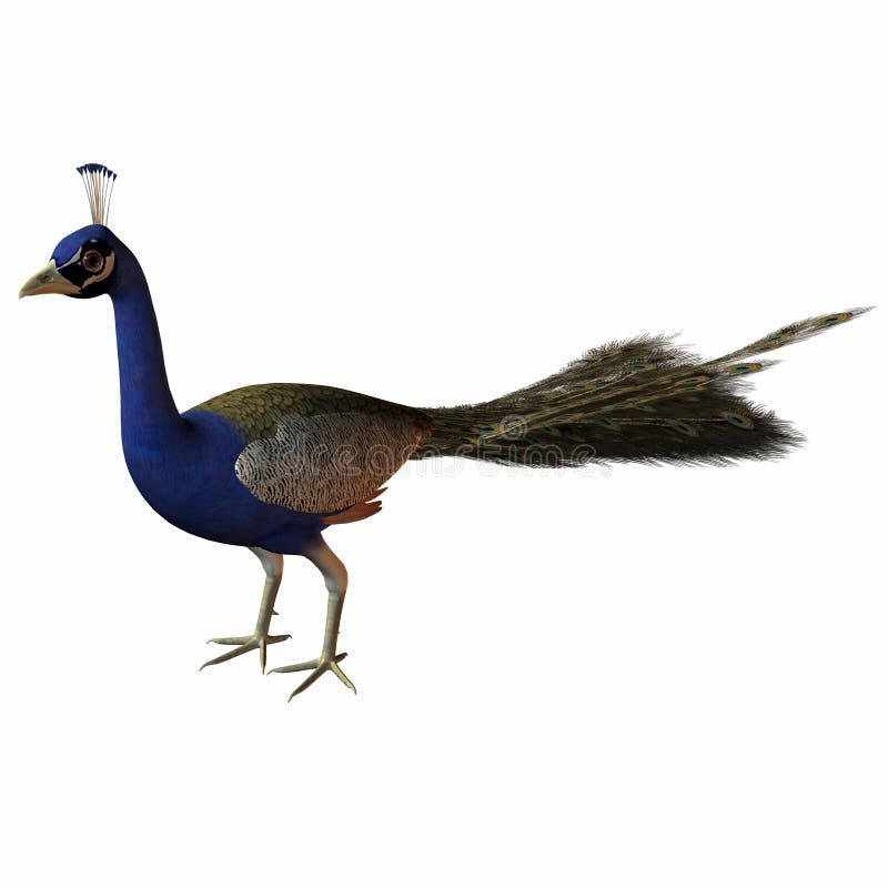 Mooie Vrouwelijke Pauwin of Pauw. Het 3D Teruggeven Stock Illustratie ...