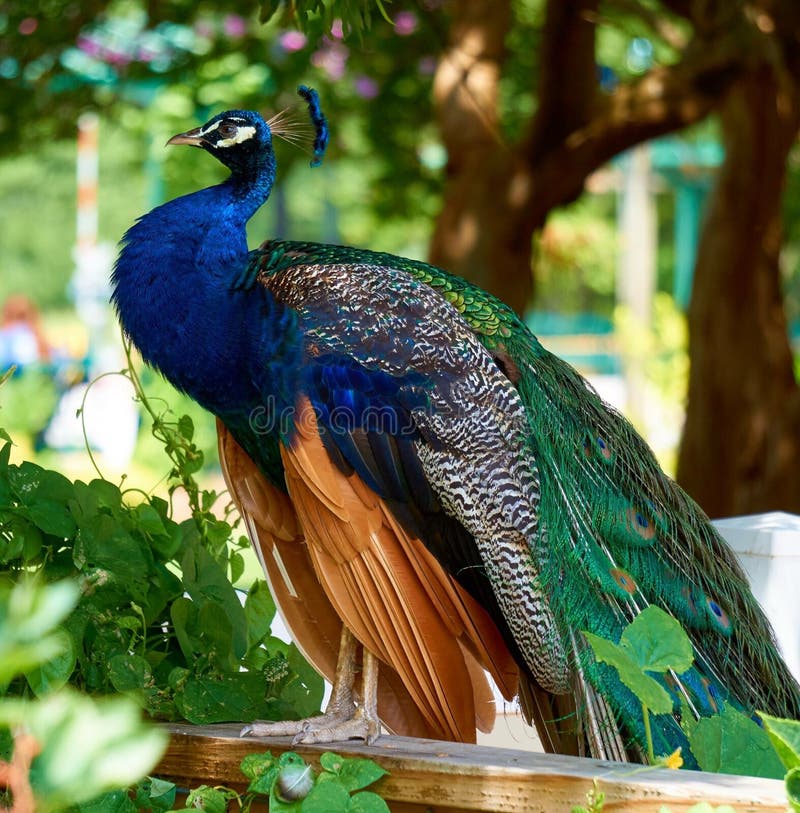 Pauw stock afbeelding. Image of vogel, staart, norfolk - 108650671