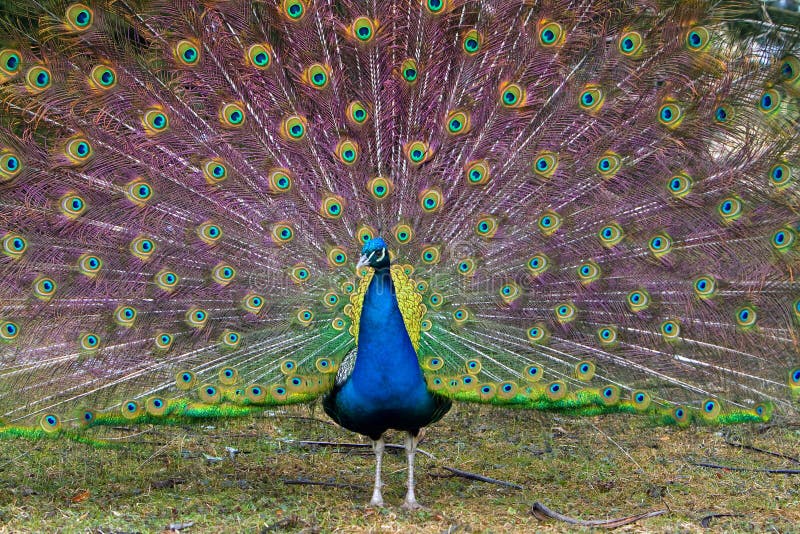 Pauw stock foto. Image of blauw, hoofd, elegantie, één - 13449598