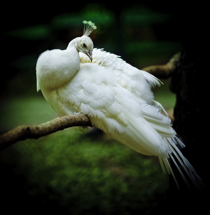 Pauwclose-up Met Veel Details! Trotse Pauw! Stock Foto - Image of veer ...