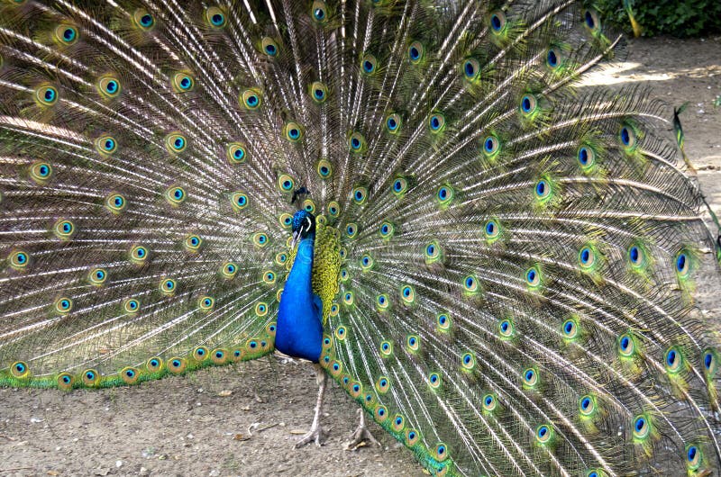 Pauw stock foto. Image of elegantie, dier, achtergrond - 21259238