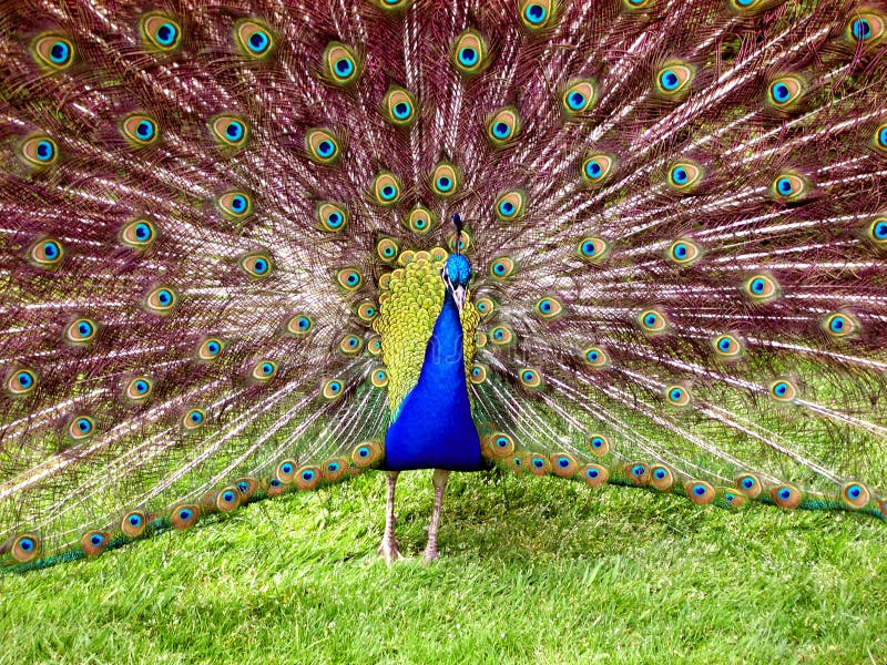 Pauw zo mooi en uniek stock foto. Image of uniek, mooi - 196710406