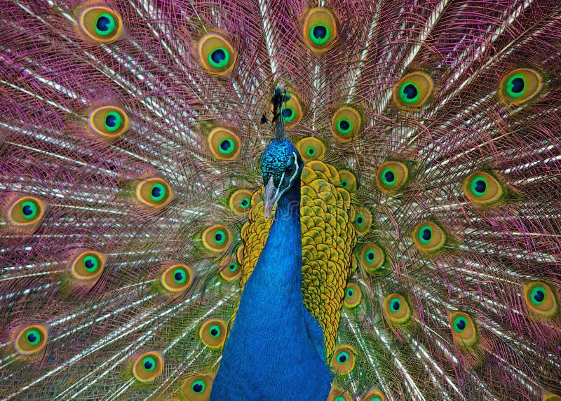 Pauw stock foto. Image of blauw, mannetje, veer, pauw - 24337552