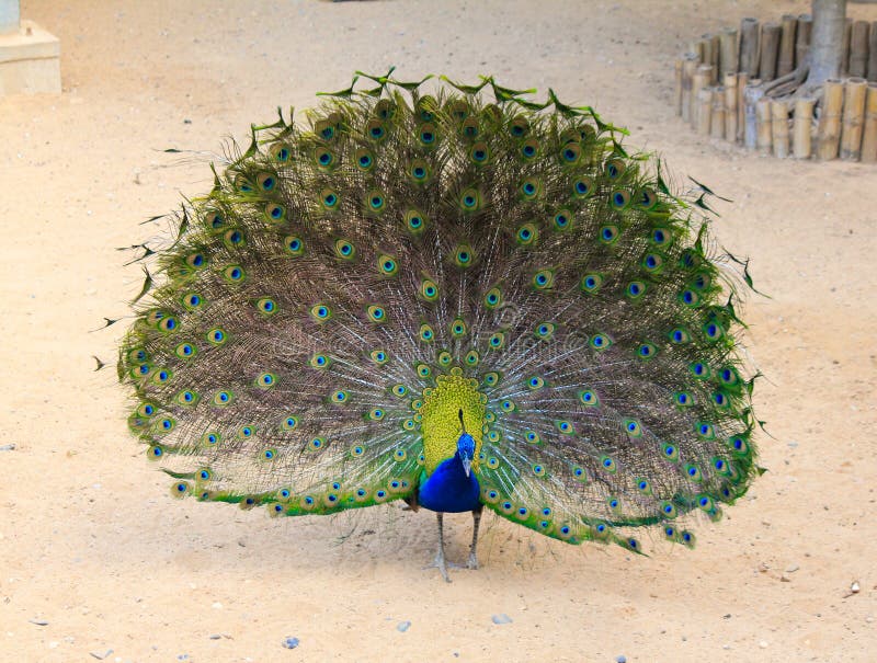 Pauw stock foto. Image of kroon, vrij, openlucht, europees - 36679160