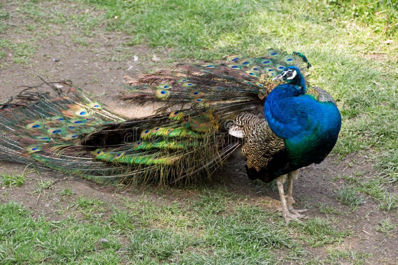 Pauw stock foto. Image of leven, elegantie, kleurrijk - 39976212