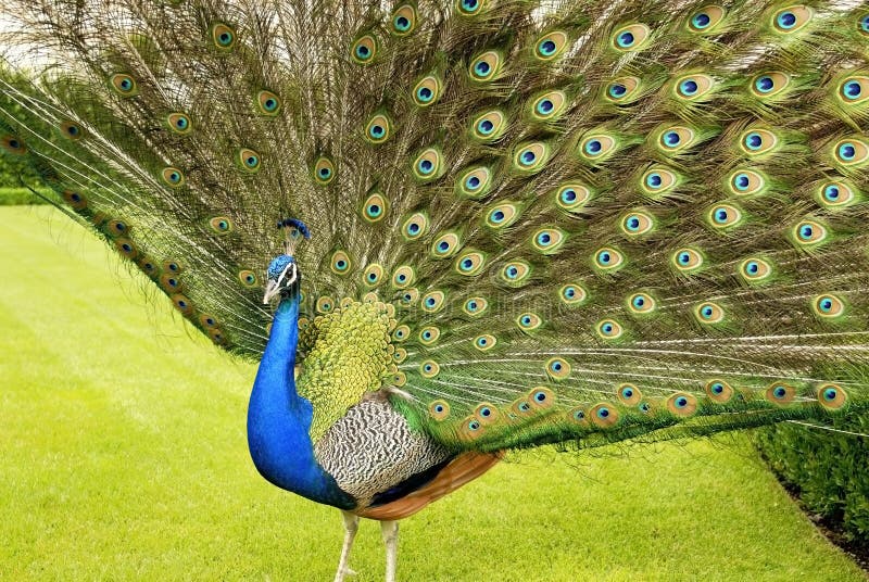 Pauw stock foto. Image of ventilator, blauw, dier, plechtig - 4439292