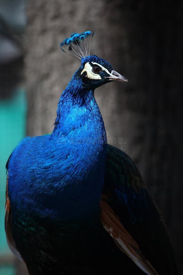 Pauwclose-up Met Veel Details! Trotse Pauw! Stock Foto - Image of veer ...