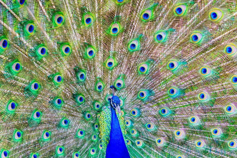 Pauw stock foto. Image of sluit, vogel, geel, pauw, blauw - 59452442