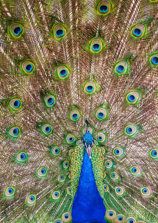 Pauw stock foto. Image of sluit, vogel, geel, pauw, blauw - 59452442