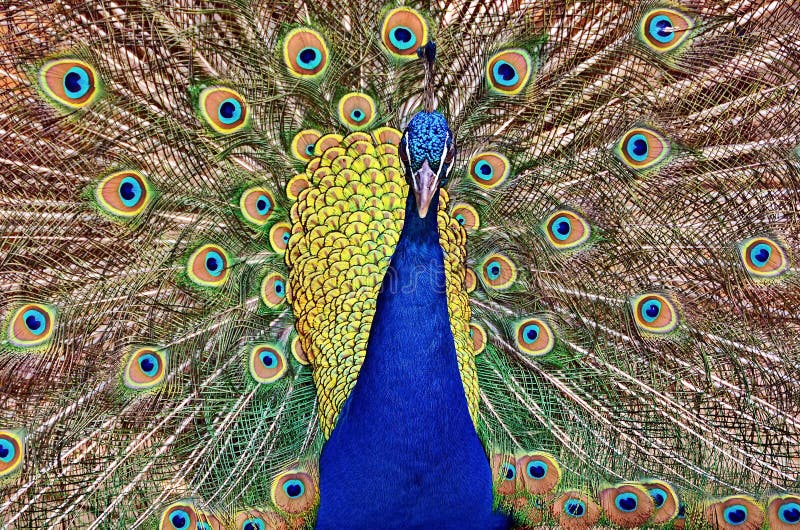 Pauw stock foto. Image of aantrekkelijkheid, gevoelig - 60484004