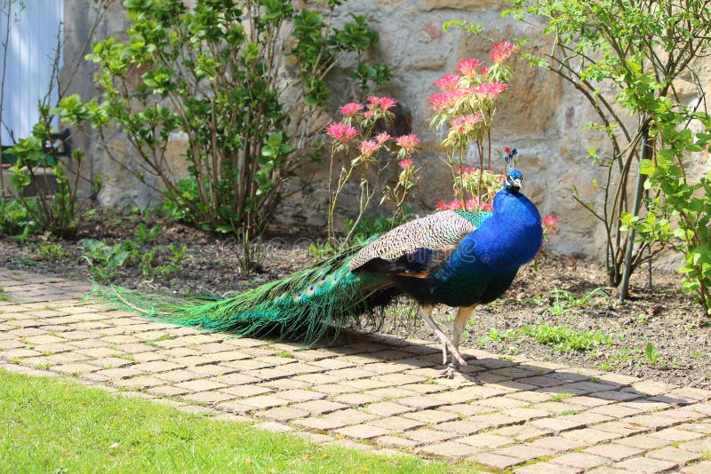 Pauw stock afbeelding. Image of zomer, pauw, geel, vogel - 117064417