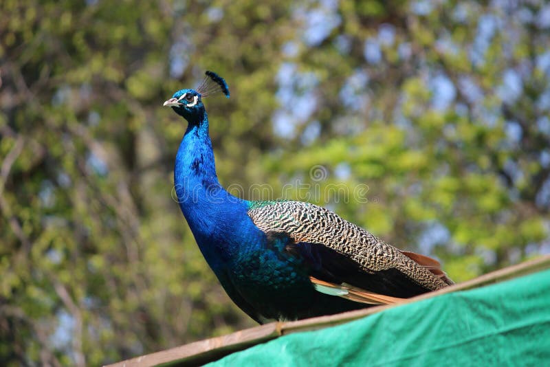 Pauw stock afbeelding. Image of zomer, pauw, geel, vogel - 117064417