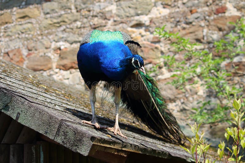 Pauw stock afbeelding. Image of zomer, pauw, geel, vogel - 117064417