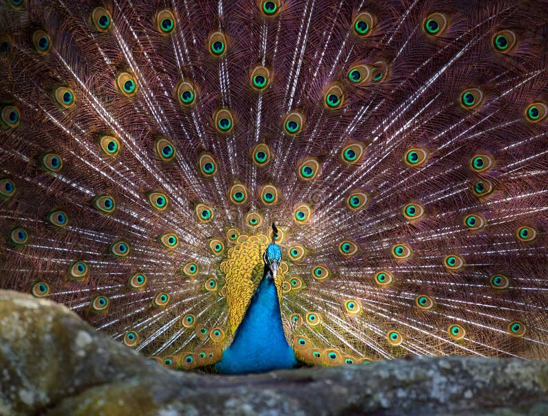 De kleuren van de pauw stock foto. Afbeelding bestaande uit trots ...